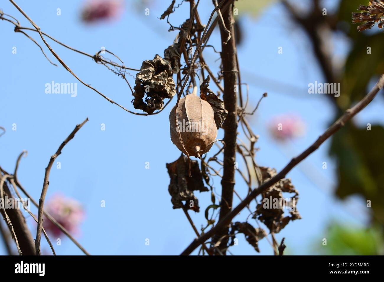 angled luffa (Luffa acutangula Stock Photo - Alamy