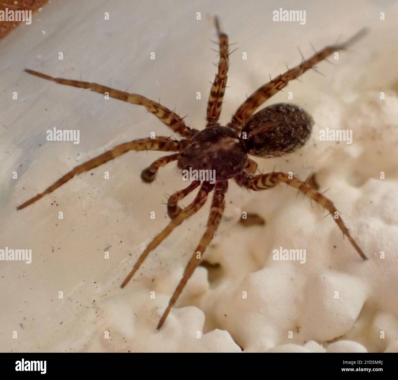 Thin-legged Wolf Spiders (Pardosa Stock Photo - Alamy