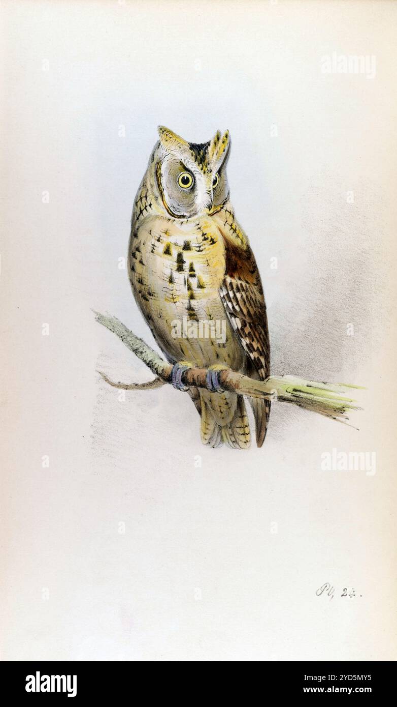 Scops-eared Owl. Plate 24. Meyer's British Birds 1842 Stock Photo - Alamy