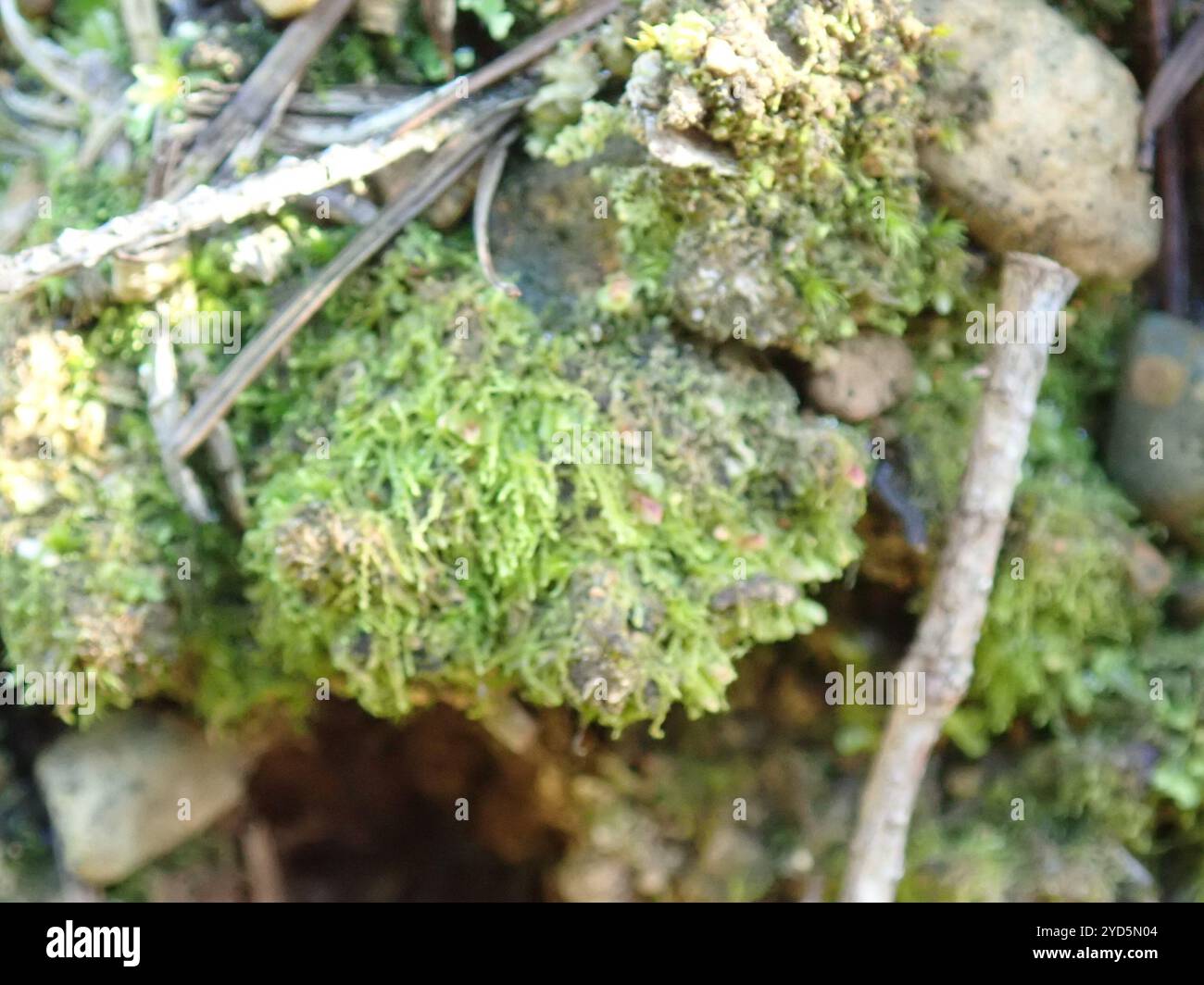 Red Flapwort (Jungermannia rubra Stock Photo - Alamy