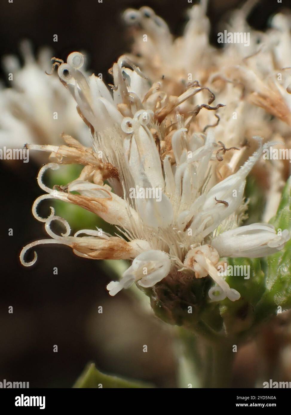 River Bittertea (Gymnanthemum amygdalinum Stock Photo - Alamy