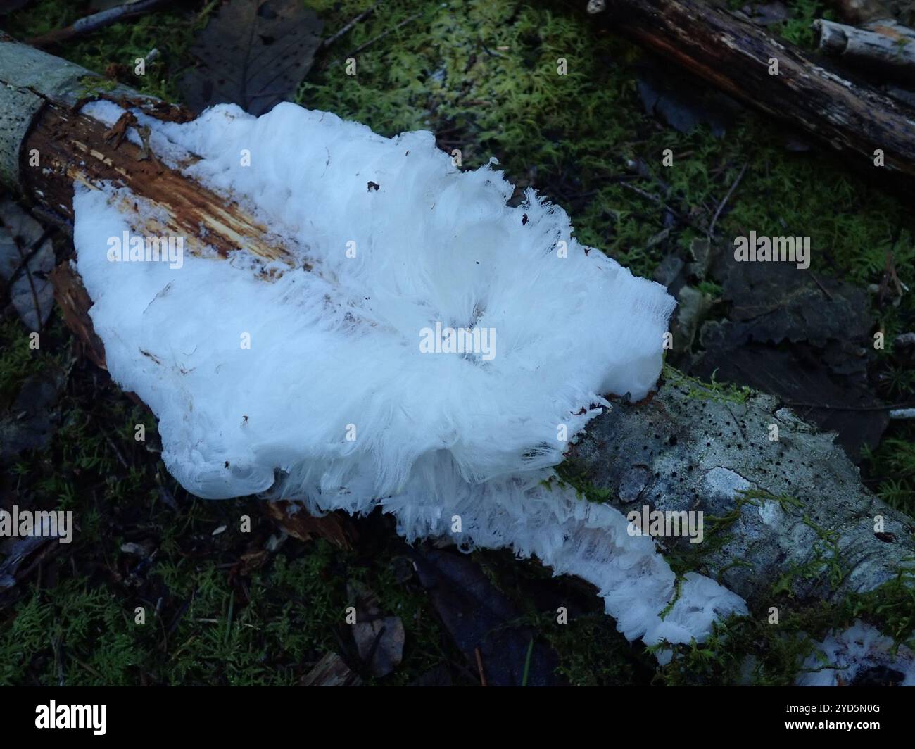 Hair Ice (Exidiopsis effusa Stock Photo - Alamy