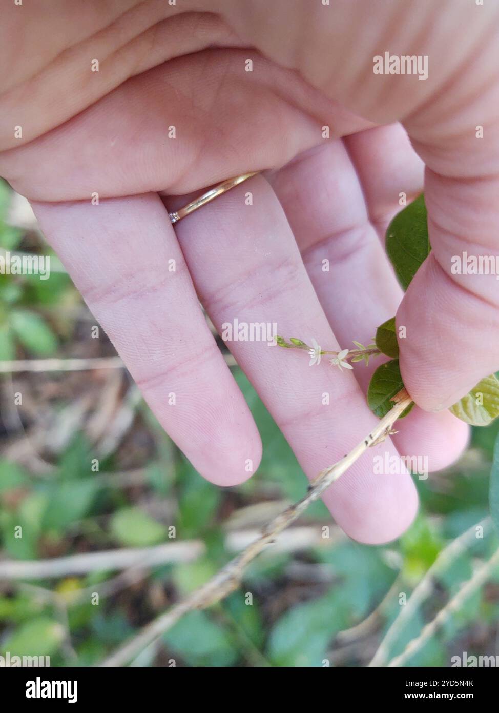 Guinea Hen Weed (Petiveria alliacea Stock Photo - Alamy