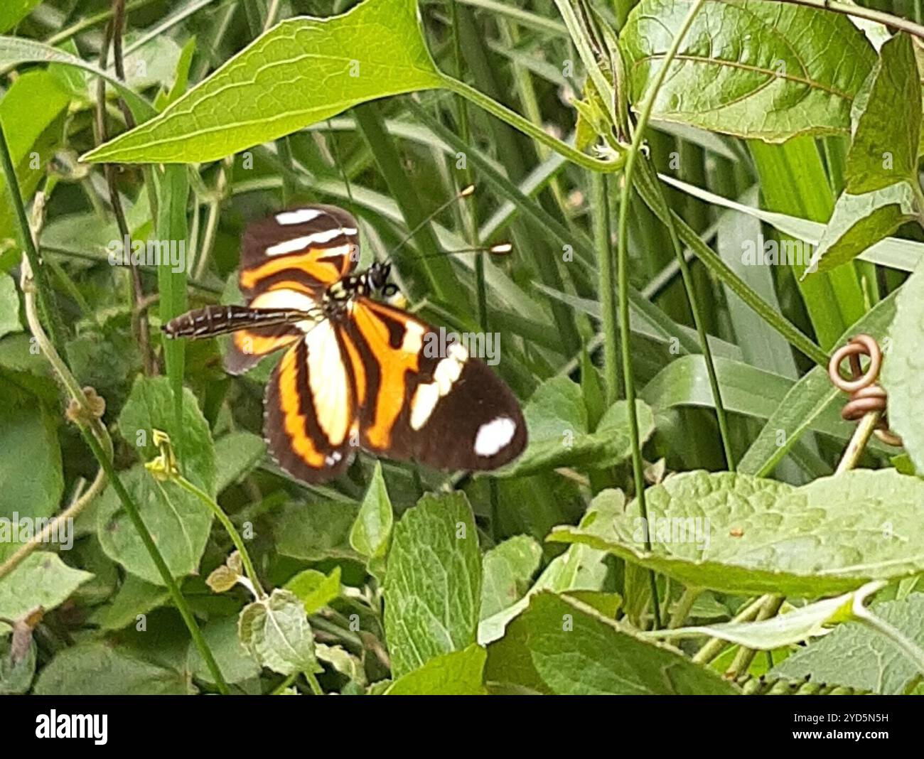 (Heliconius ethilla narcaea Stock Photo - Alamy