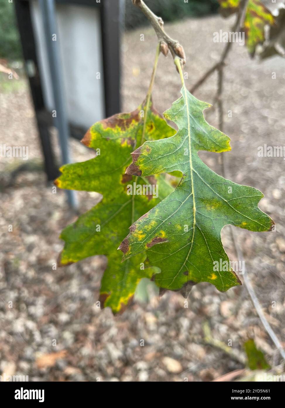 valley oak (Quercus lobata Stock Photo - Alamy