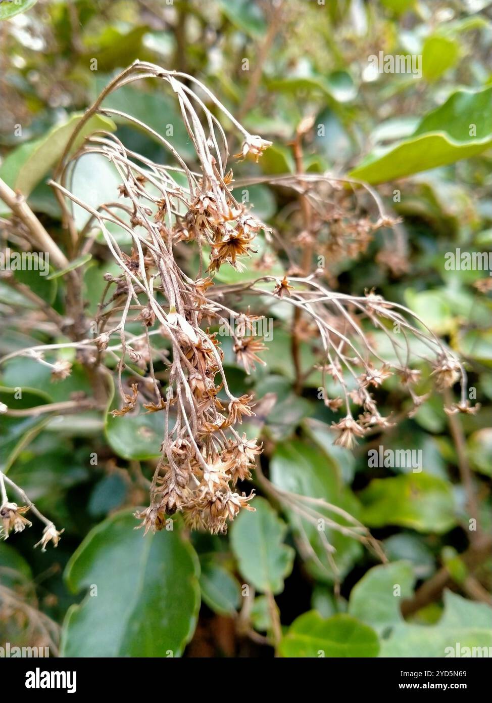 Common tree daisy (Olearia arborescens Stock Photo - Alamy