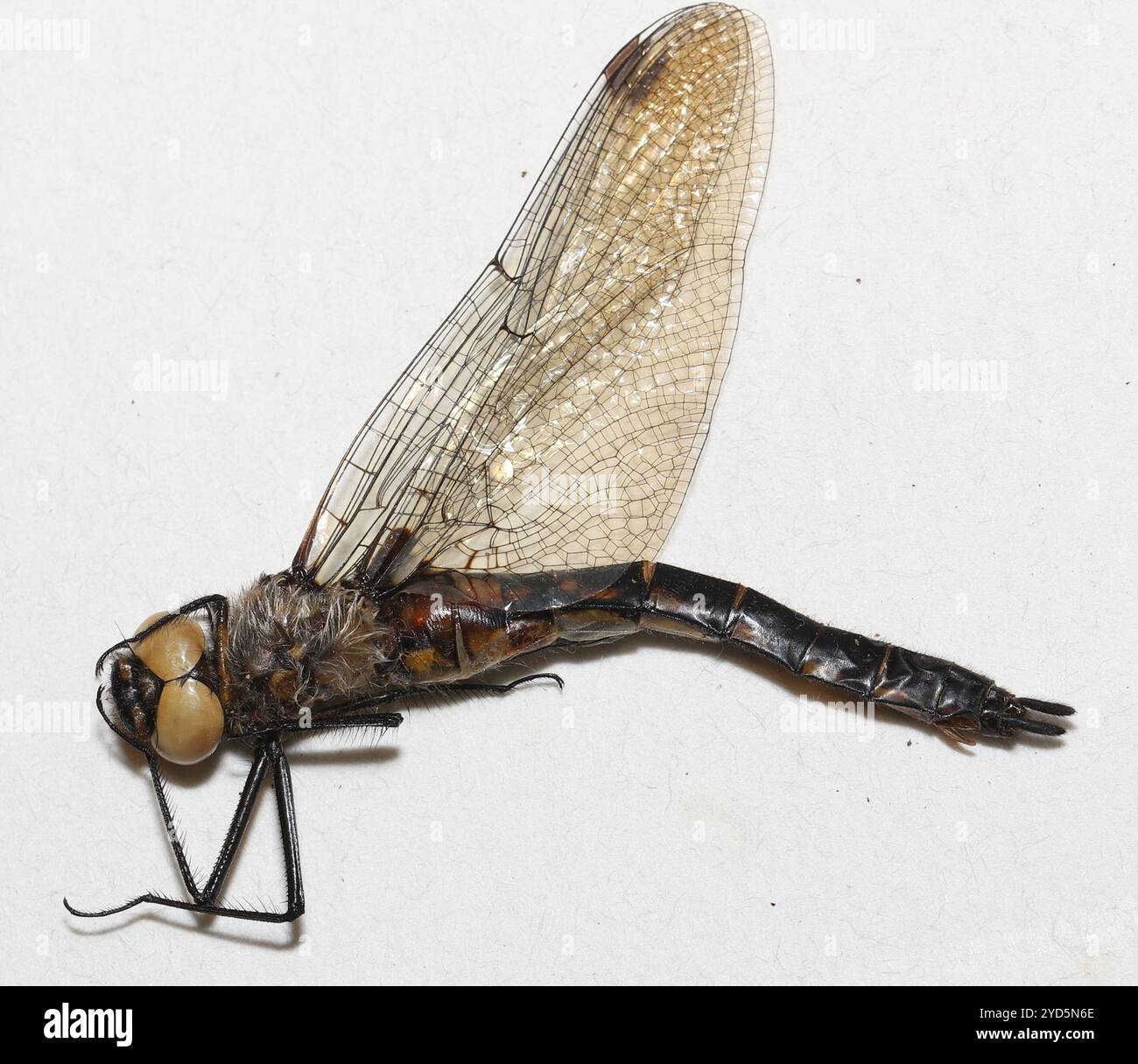 Spiny Baskettail (Epitheca spinigera Stock Photo - Alamy