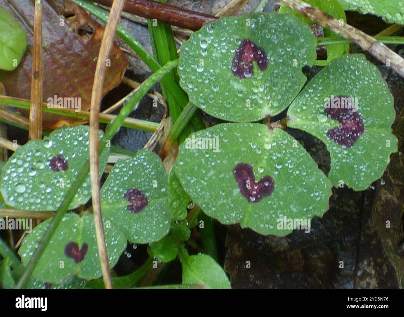 Spotted medick (Medicago arabica Stock Photo - Alamy