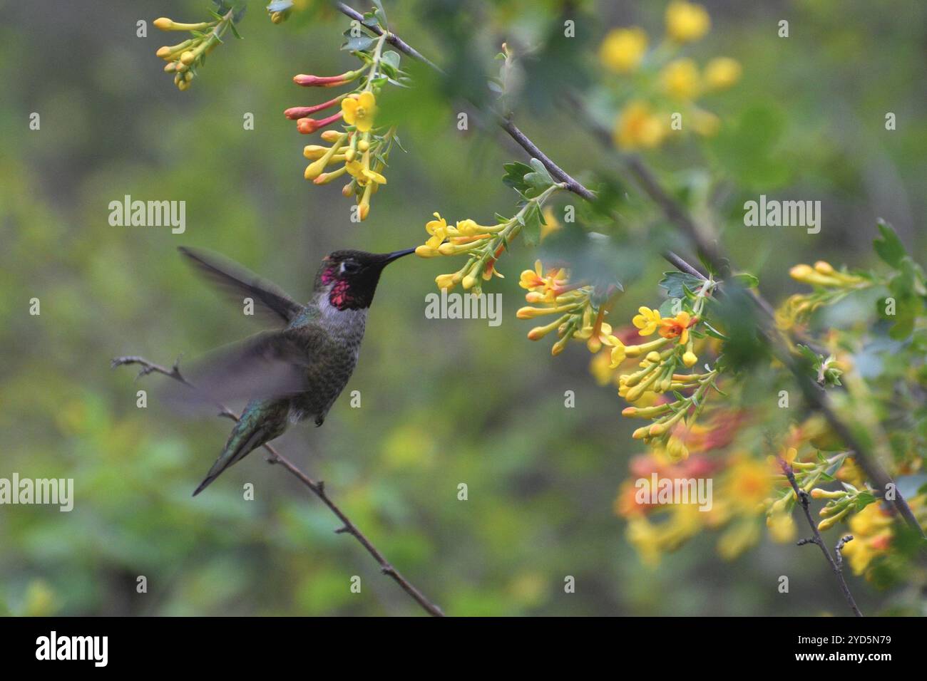 Anna's Hummingbird (Calypte anna Stock Photo - Alamy