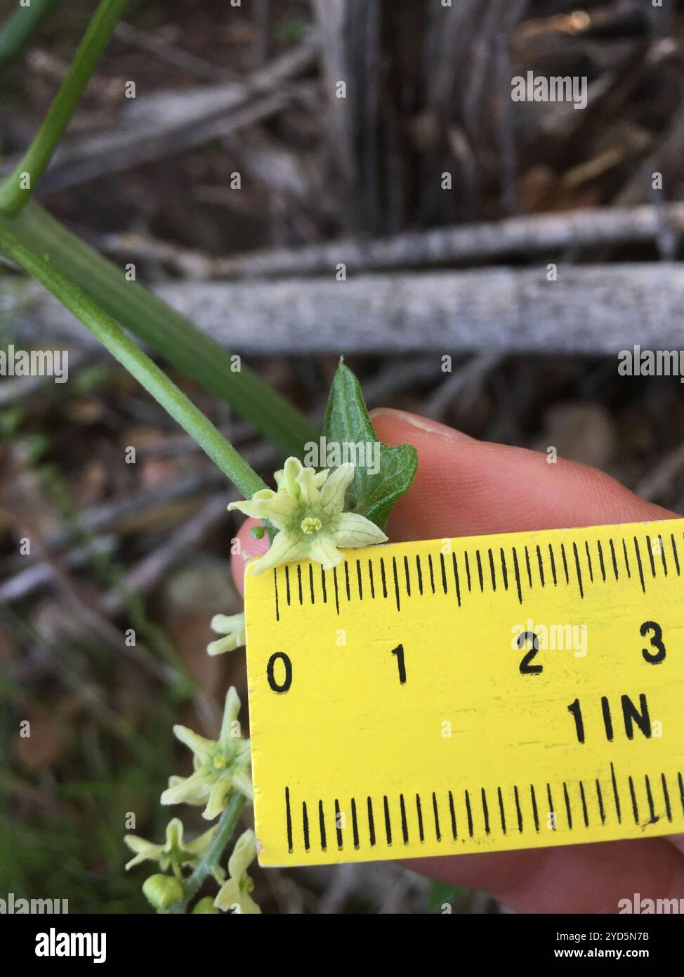 California manroot (Marah fabacea Stock Photo - Alamy