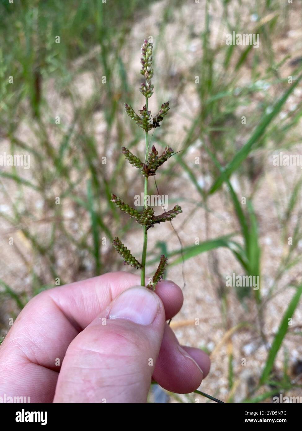 Jungle Rice (Echinochloa colonum Stock Photo - Alamy