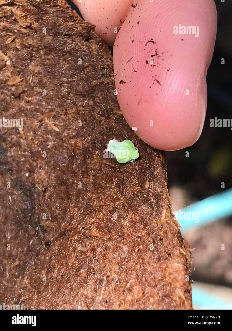 Torpedo Bug (Siphanta acuta Stock Photo - Alamy