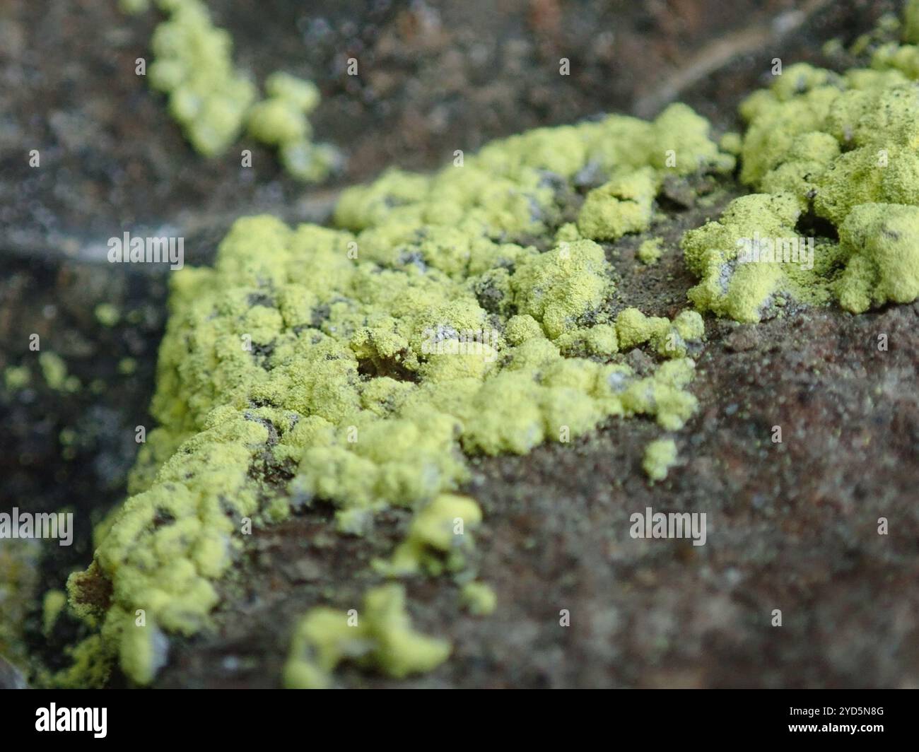 Chrysothrix chlorina hi-res stock photography and images - Alamy
