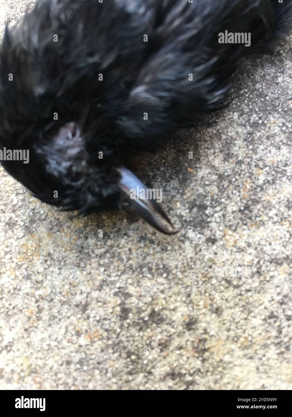 Black Flowerpiercer (Diglossa humeralis Stock Photo - Alamy