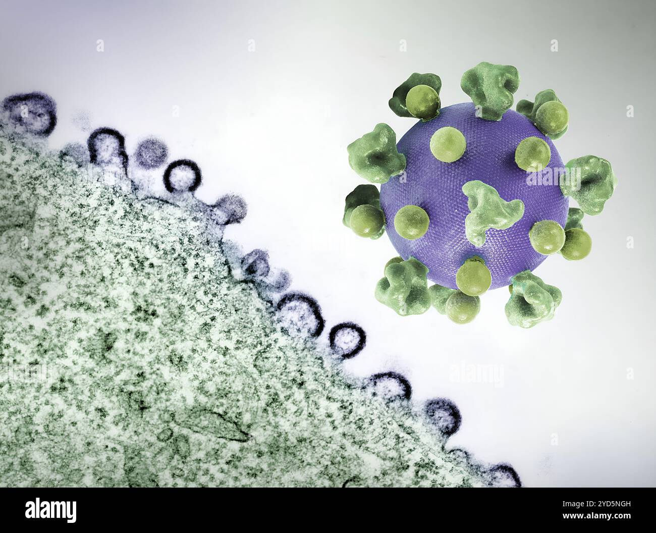 Layout featuring a colorized 3D print of an HIV virus particle (purple ...
