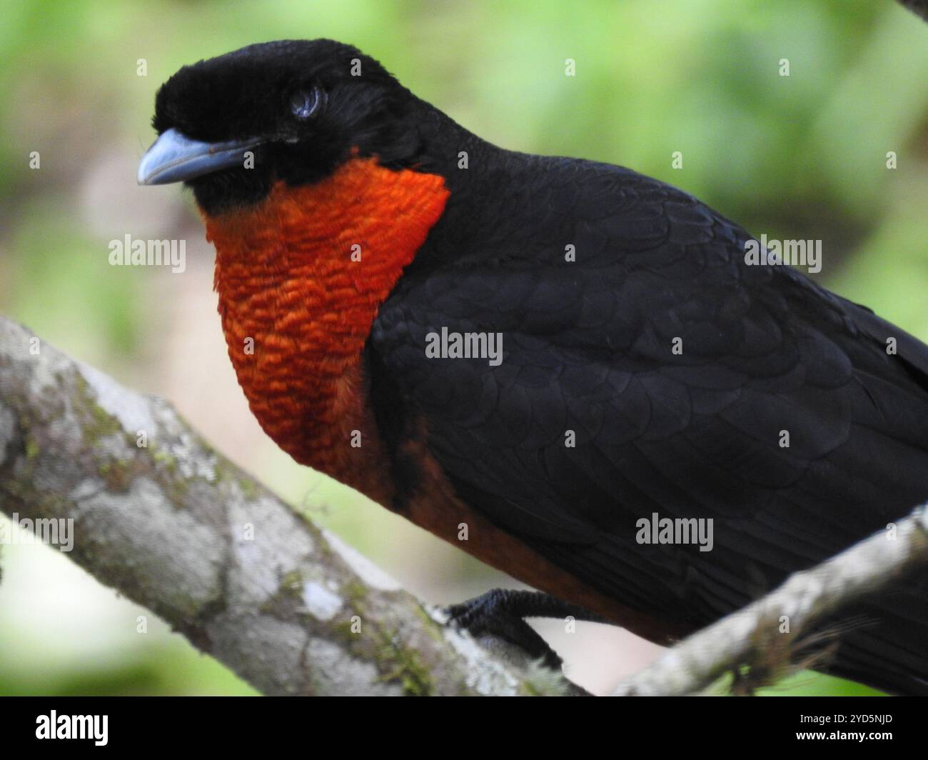 Red-ruffed Fruitcrow (Pyroderus scutatus Stock Photo - Alamy