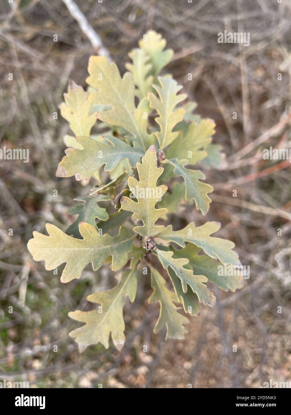 valley oak (Quercus lobata Stock Photo - Alamy
