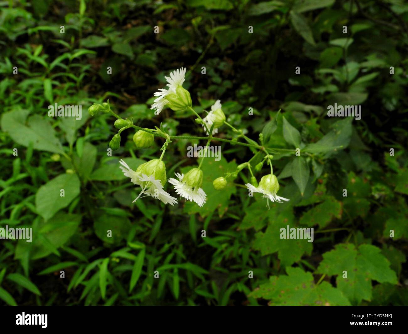 starry campion (Silene stellata Stock Photo - Alamy