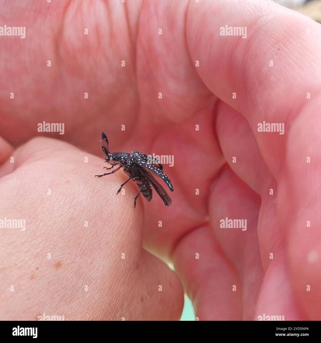 Feather-horned beetle (Rhipicera femorata Stock Photo - Alamy