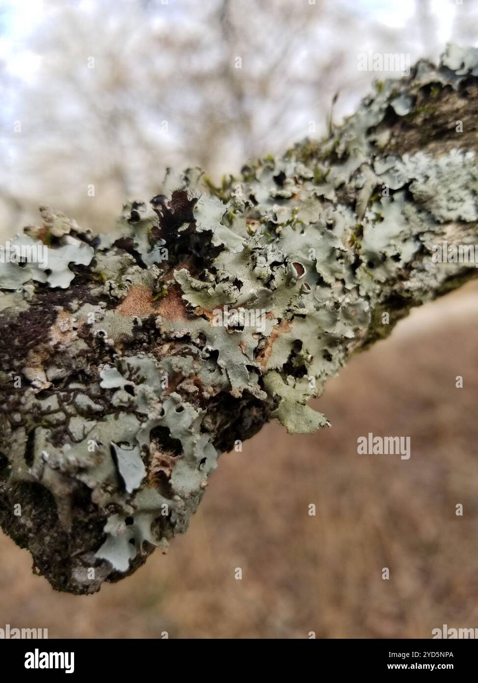 Ruffle Lichens (Parmotrema Stock Photo - Alamy