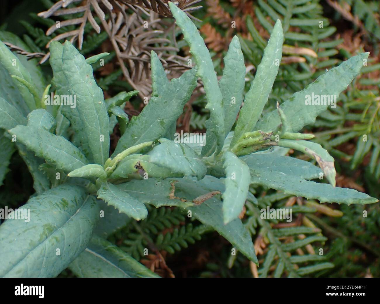 Scented Groundsel (Senecio odoratus Stock Photo - Alamy