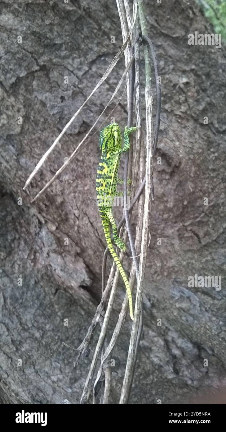 Indian Chameleon (Chamaeleo zeylanicus Stock Photo - Alamy