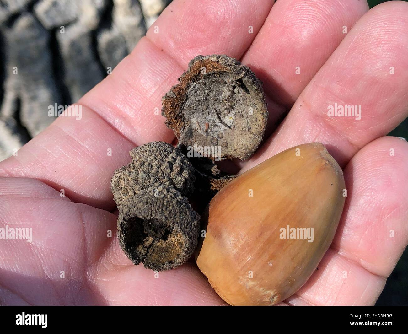 valley oak (Quercus lobata Stock Photo - Alamy