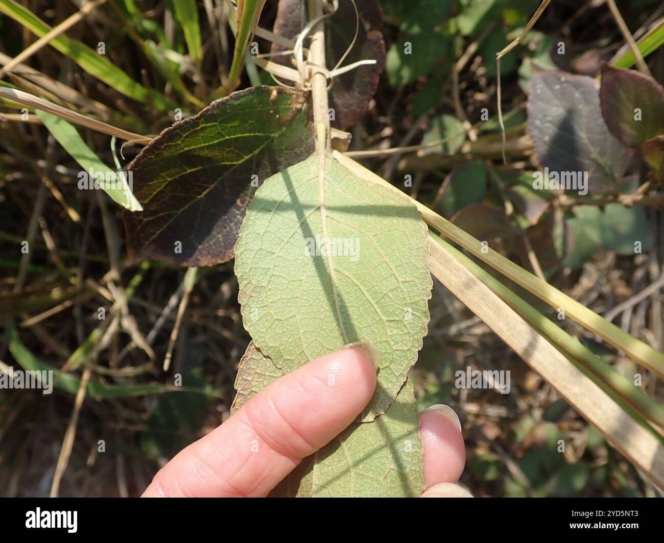 sapphire-berry (Symplocos paniculata Stock Photo - Alamy