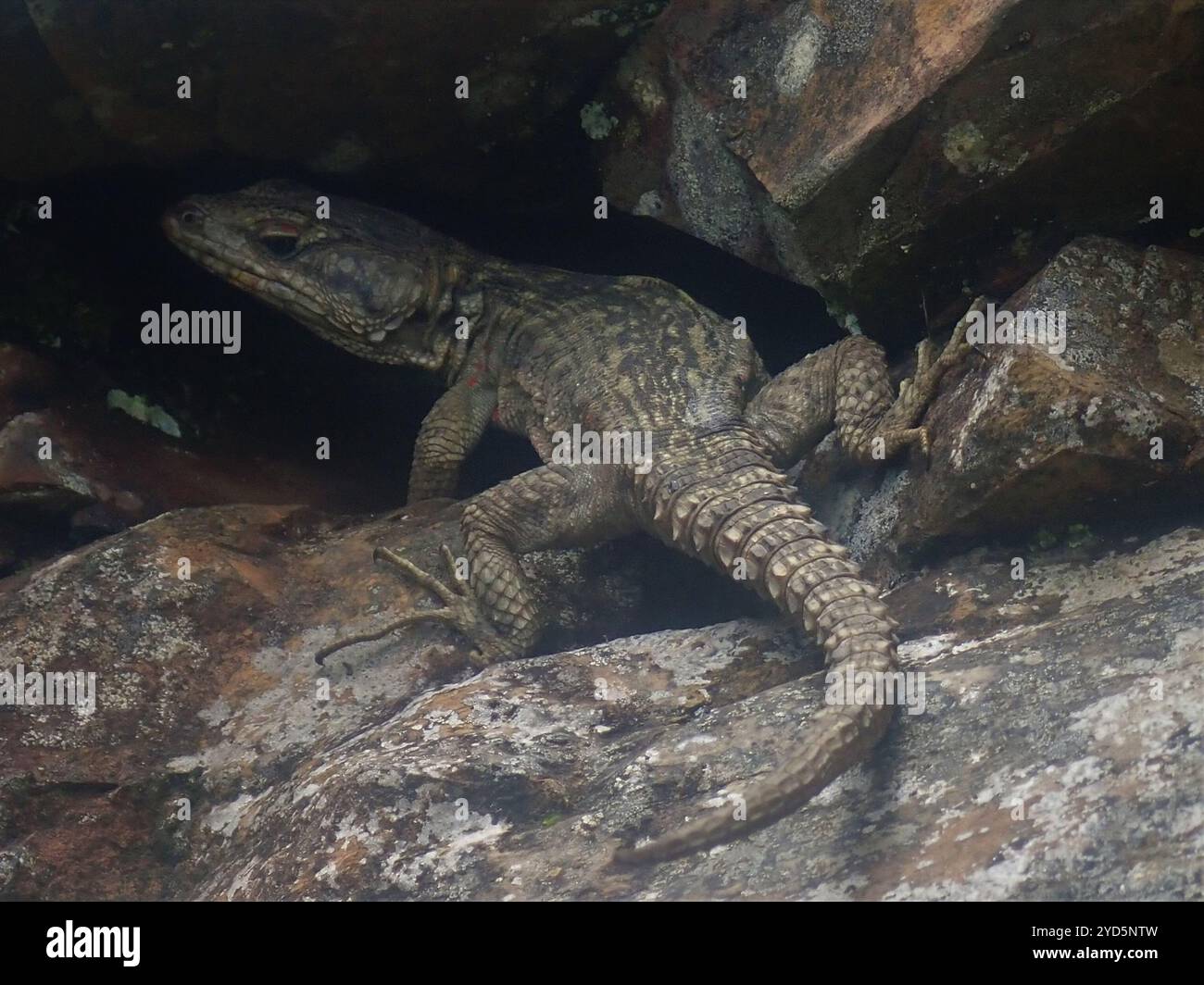 Highveld Crag Lizard (Pseudocordylus melanotus Stock Photo - Alamy