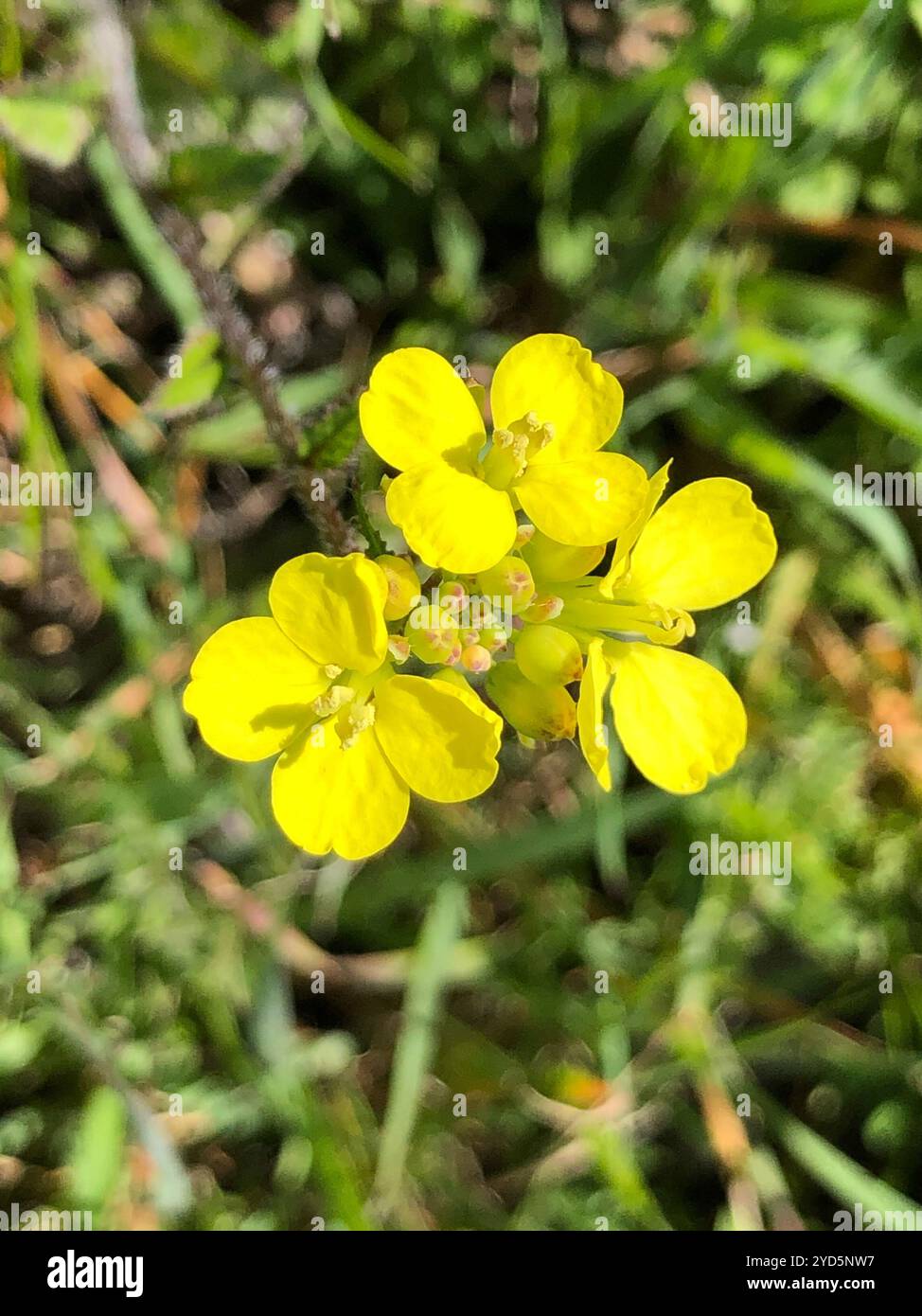 charlock (Mutarda arvensis Stock Photo - Alamy
