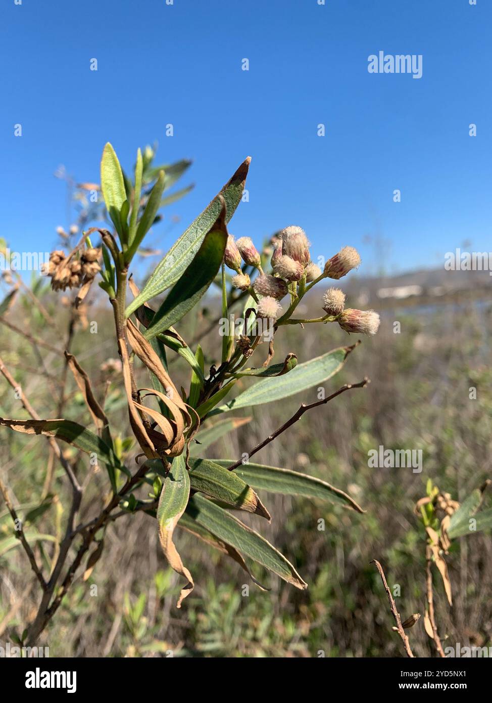 mule fat (Baccharis salicifolia Stock Photo - Alamy