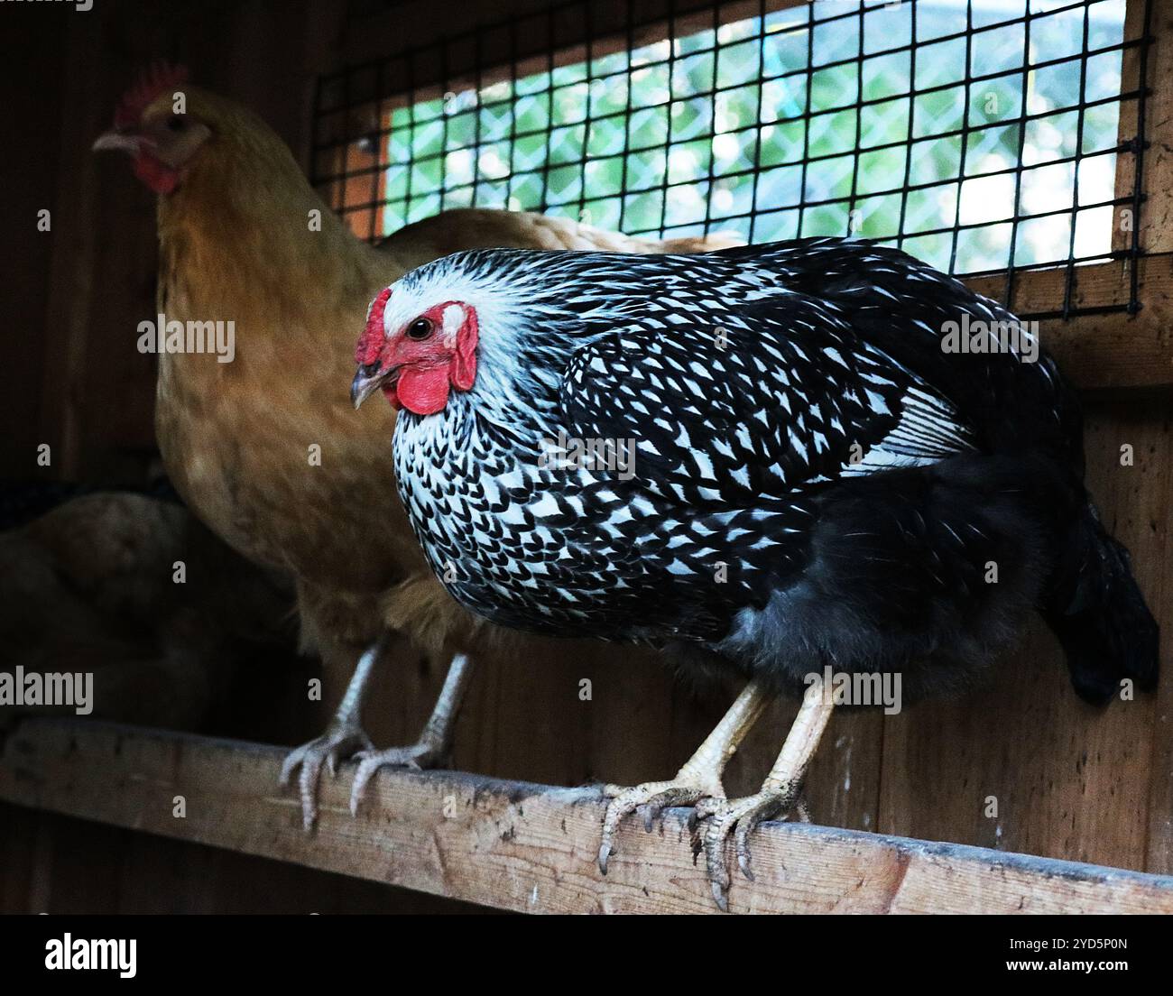 Domestic chickens hi-res stock photography and images - Alamy