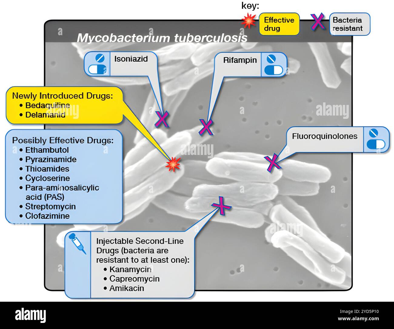 XDR TB occurs when a Mycobacterium tuberculosis strain is resistant to ...