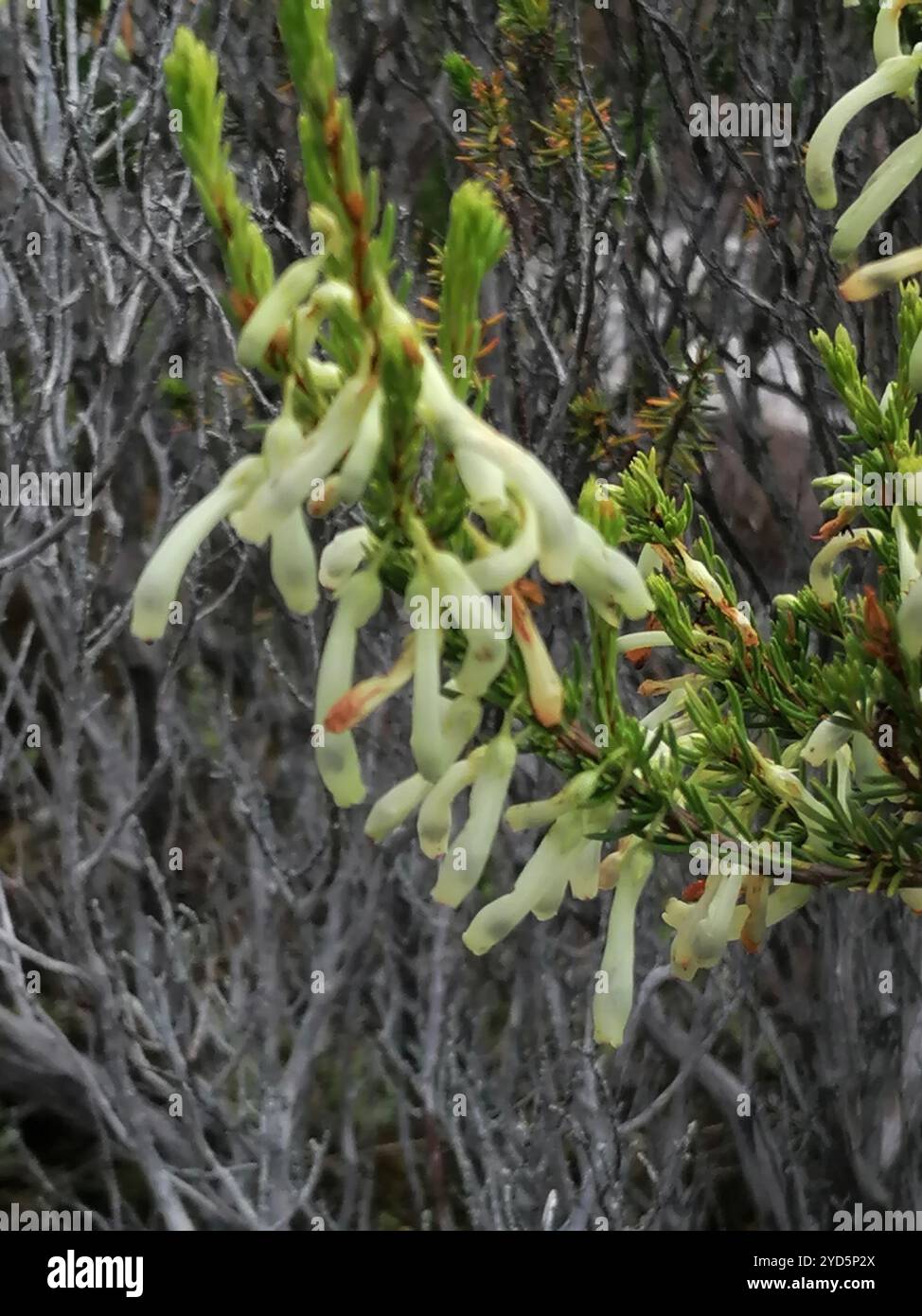 Erica mammosa hi-res stock photography and images - Alamy
