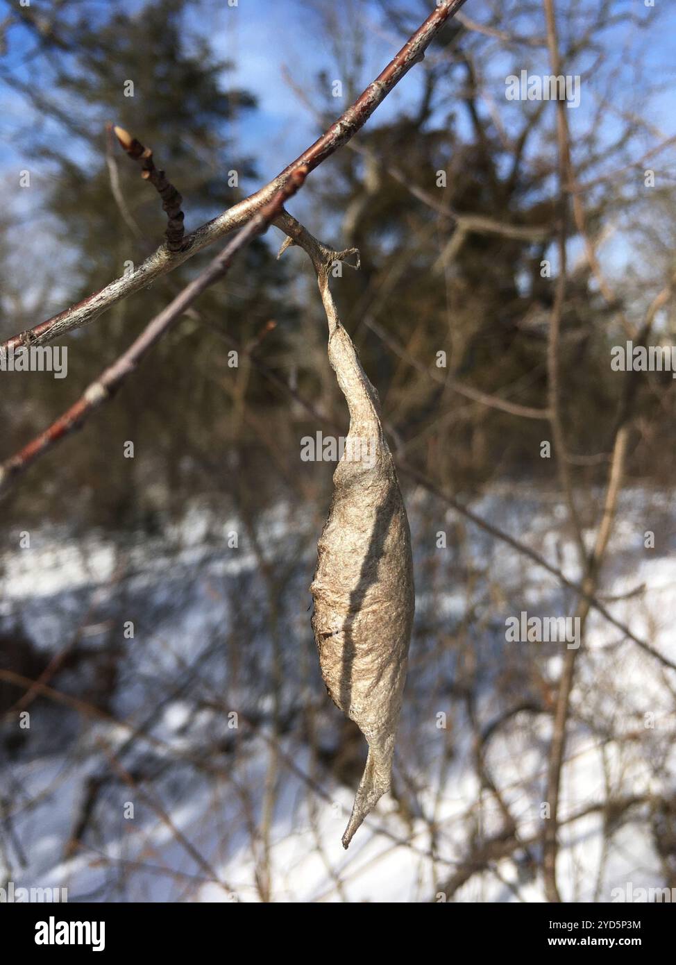 Promethea Silkmoth (Callosamia promethea Stock Photo - Alamy