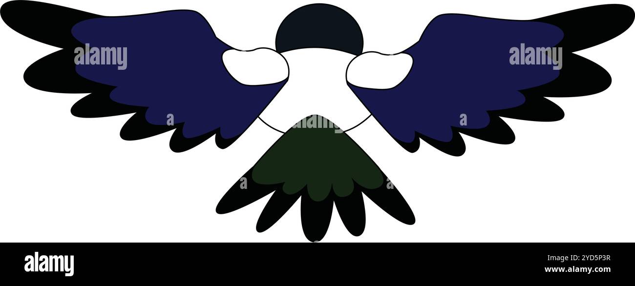 black and white magpie flies away with its wings spread, rear view ...