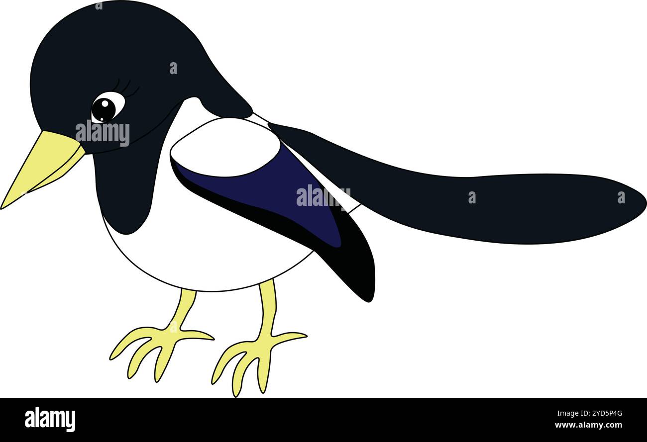 a black and white magpie stands contentedly happy and looks down with ...