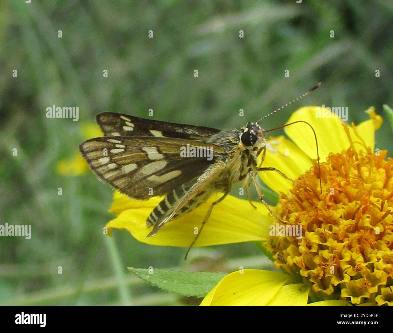 Pale Ranger (Dotta callicles Stock Photo - Alamy