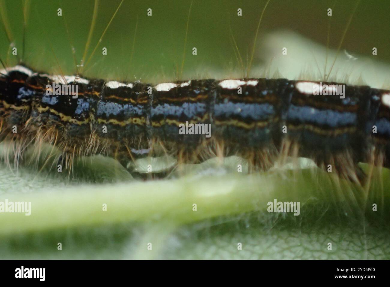 Forest Tent Caterpillar Moth (Malacosoma disstria Stock Photo - Alamy