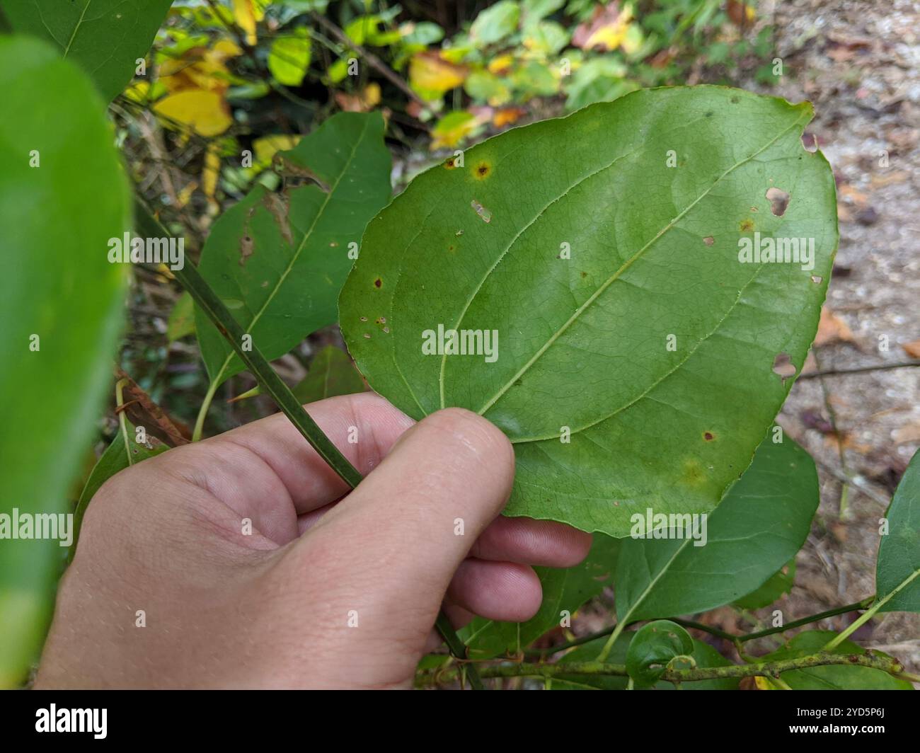 roundleaf greenbrier (Smilax rotundifolia Stock Photo - Alamy