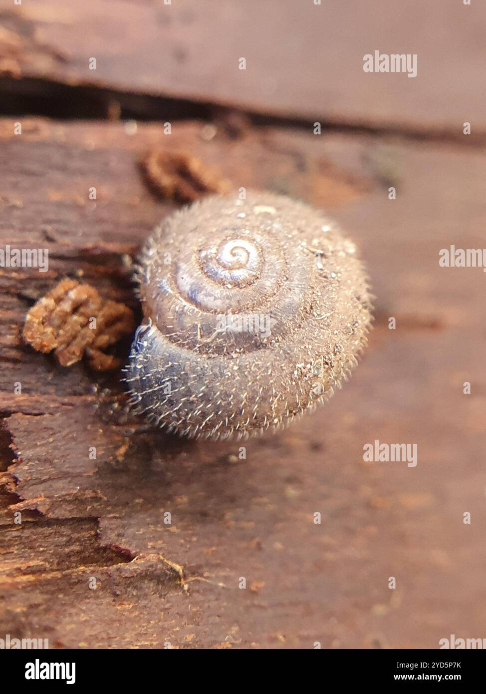 Hairy Snail (Trochulus hispidus Stock Photo - Alamy