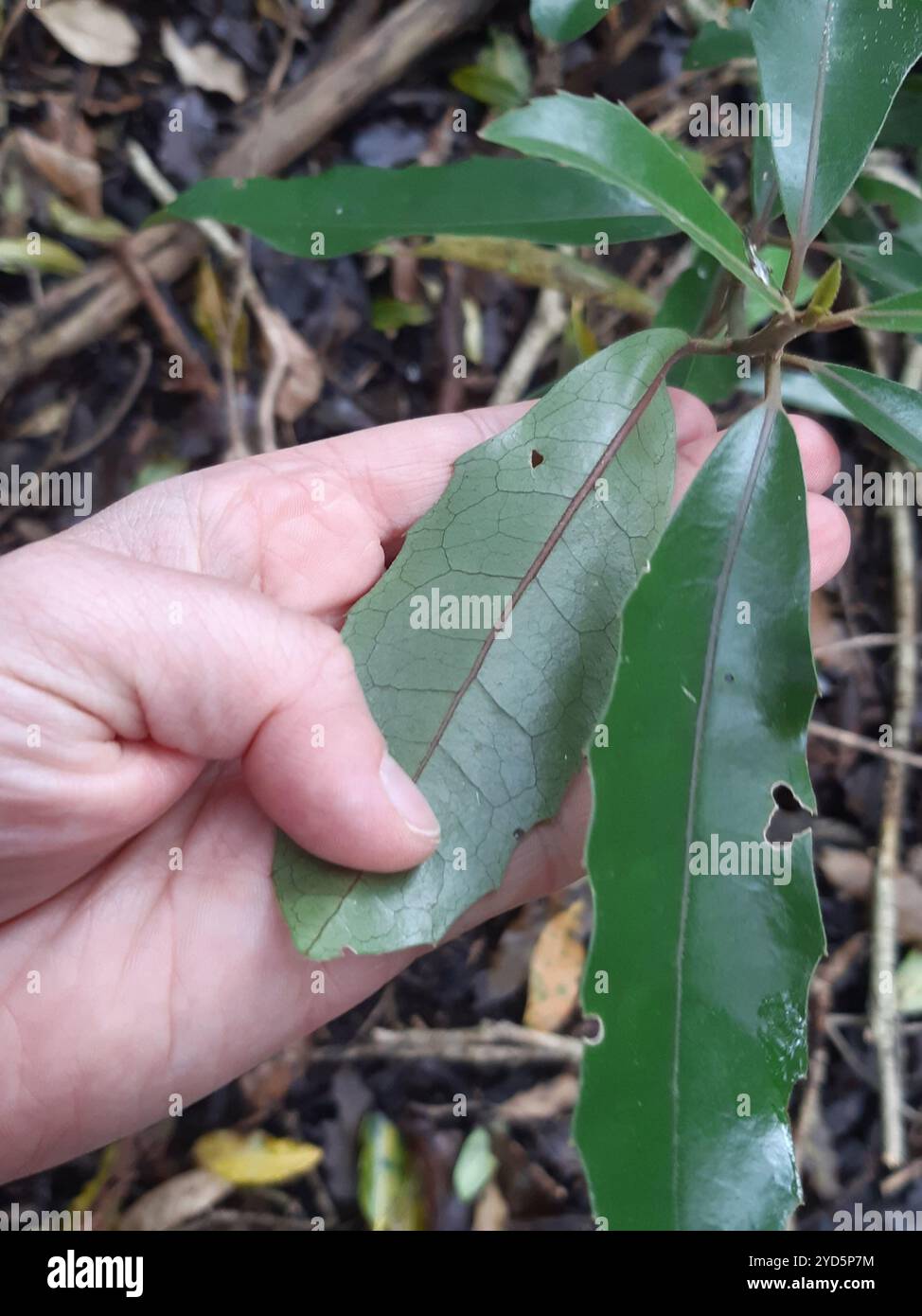 Pigeonwood (Hedycarya arborea Stock Photo - Alamy