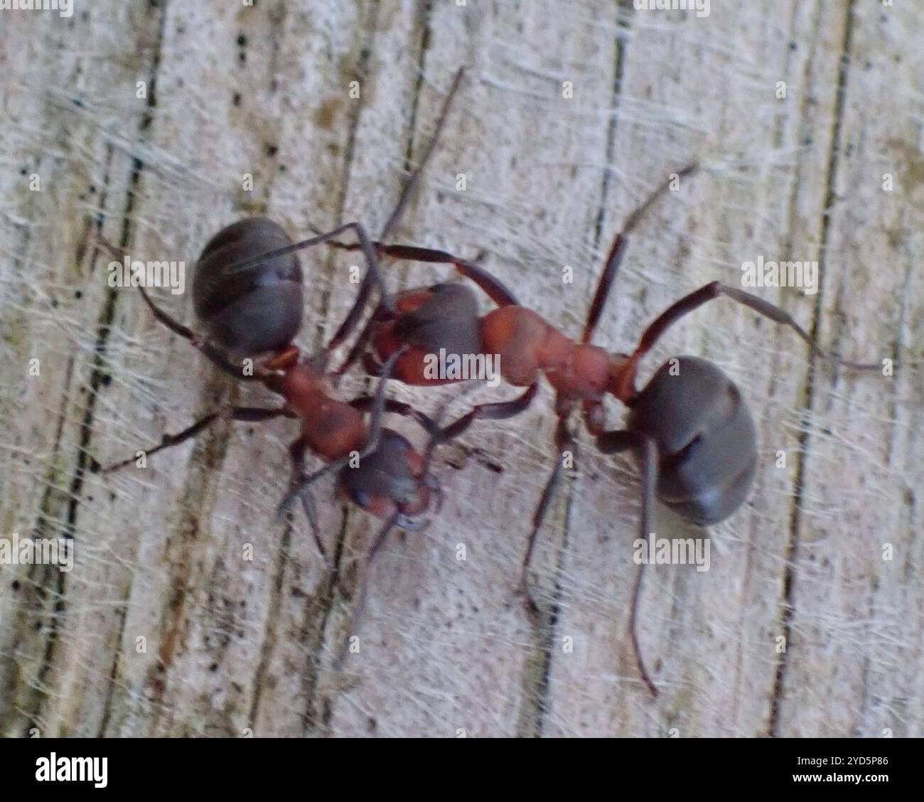 rufa-group Wood Ants (Formica rufa Stock Photo - Alamy