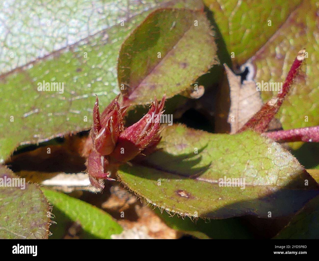 trailing arbutus (Epigaea repens Stock Photo - Alamy