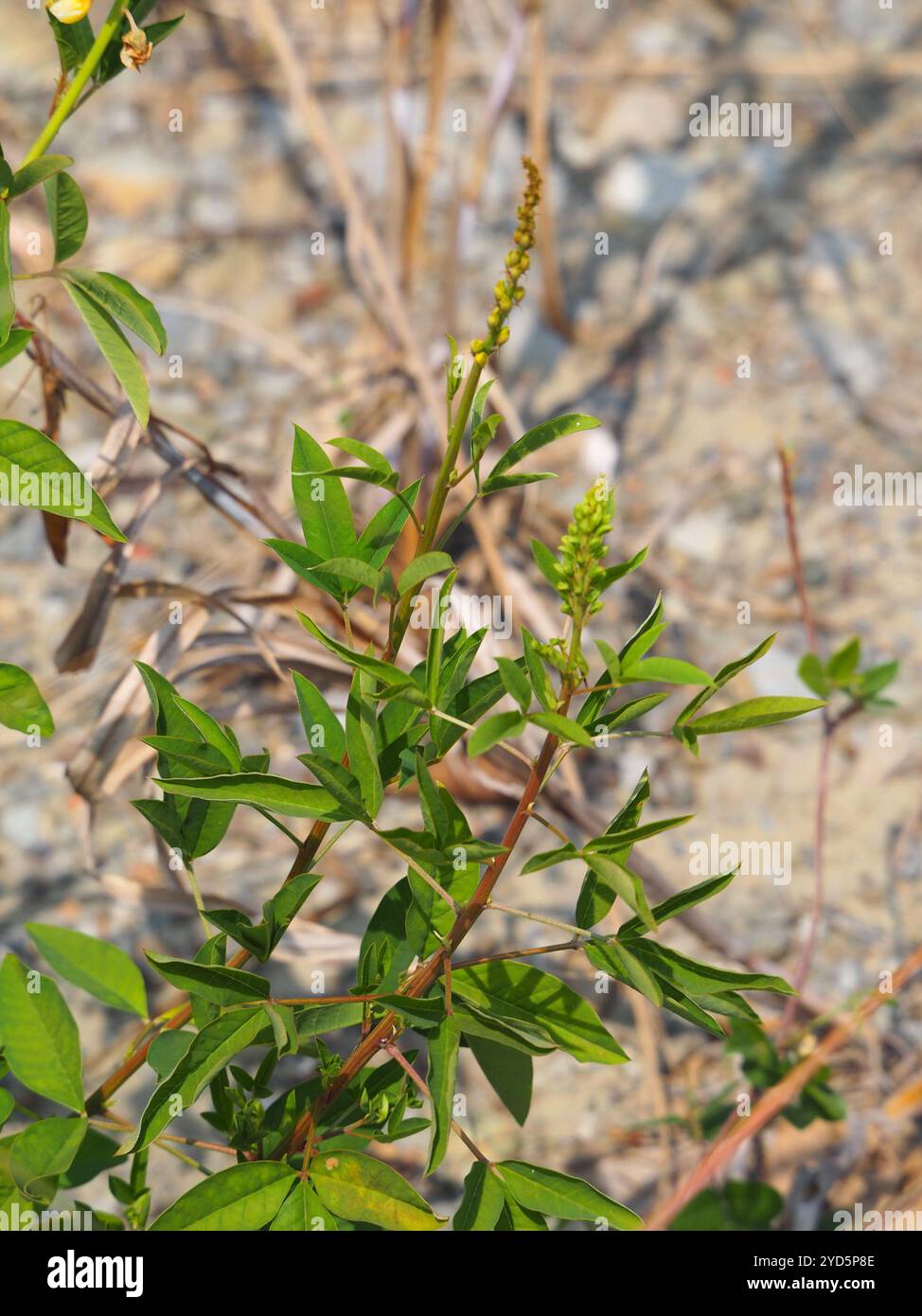 West Indian Rattlebox (Crotalaria trichotoma Stock Photo - Alamy