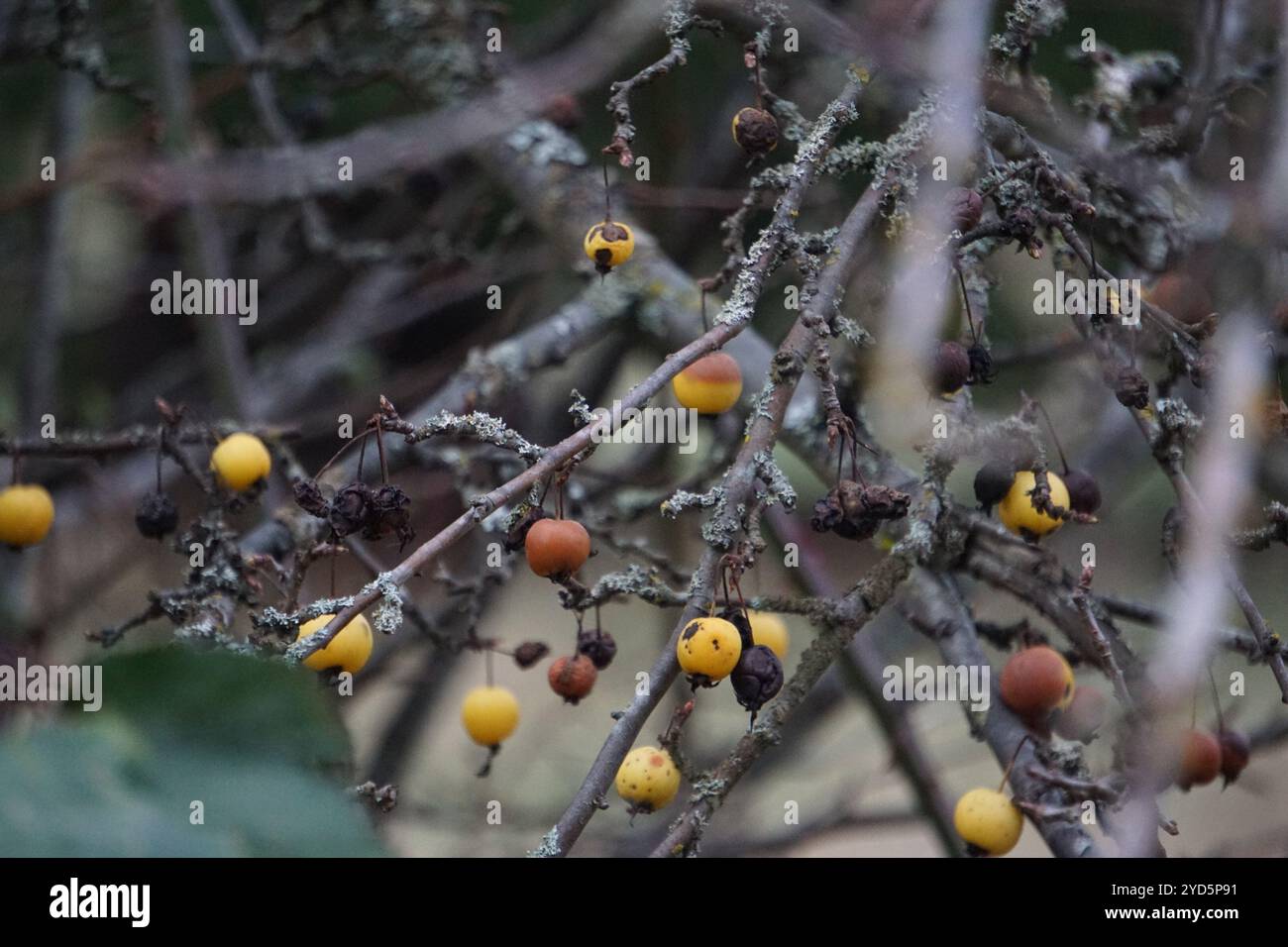 European Wild Apple (Malus sylvestris Stock Photo - Alamy