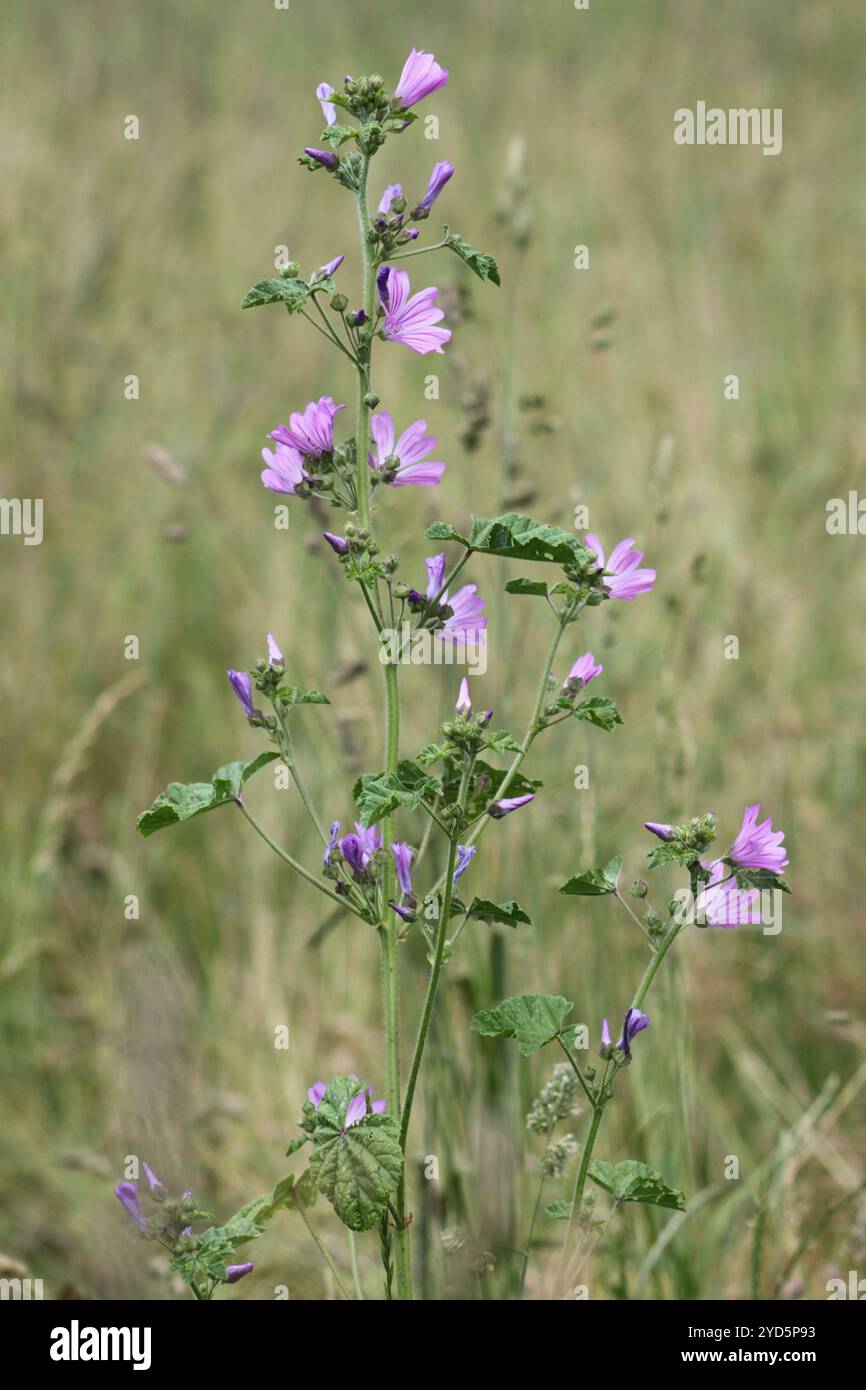 Common Mallow (Malva sylvestris Stock Photo - Alamy