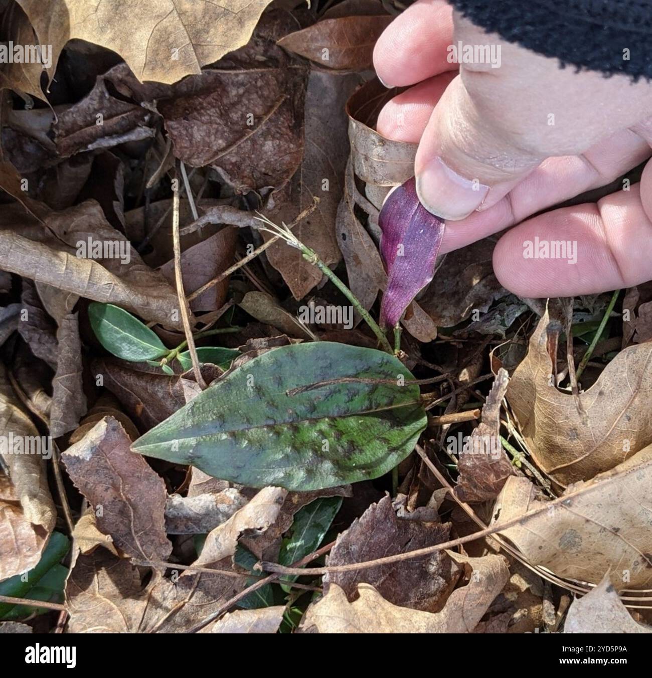 crane-fly orchid (Tipularia discolor Stock Photo - Alamy