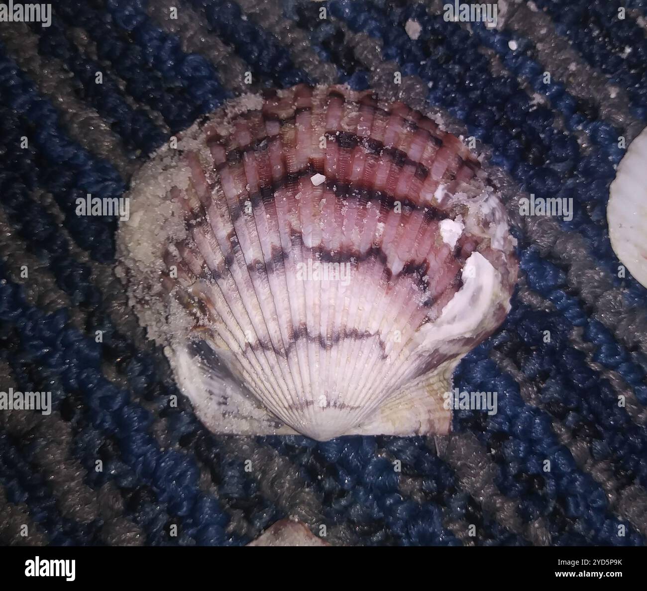 Atlantic Calico Scallop (Argopecten gibbus Stock Photo - Alamy
