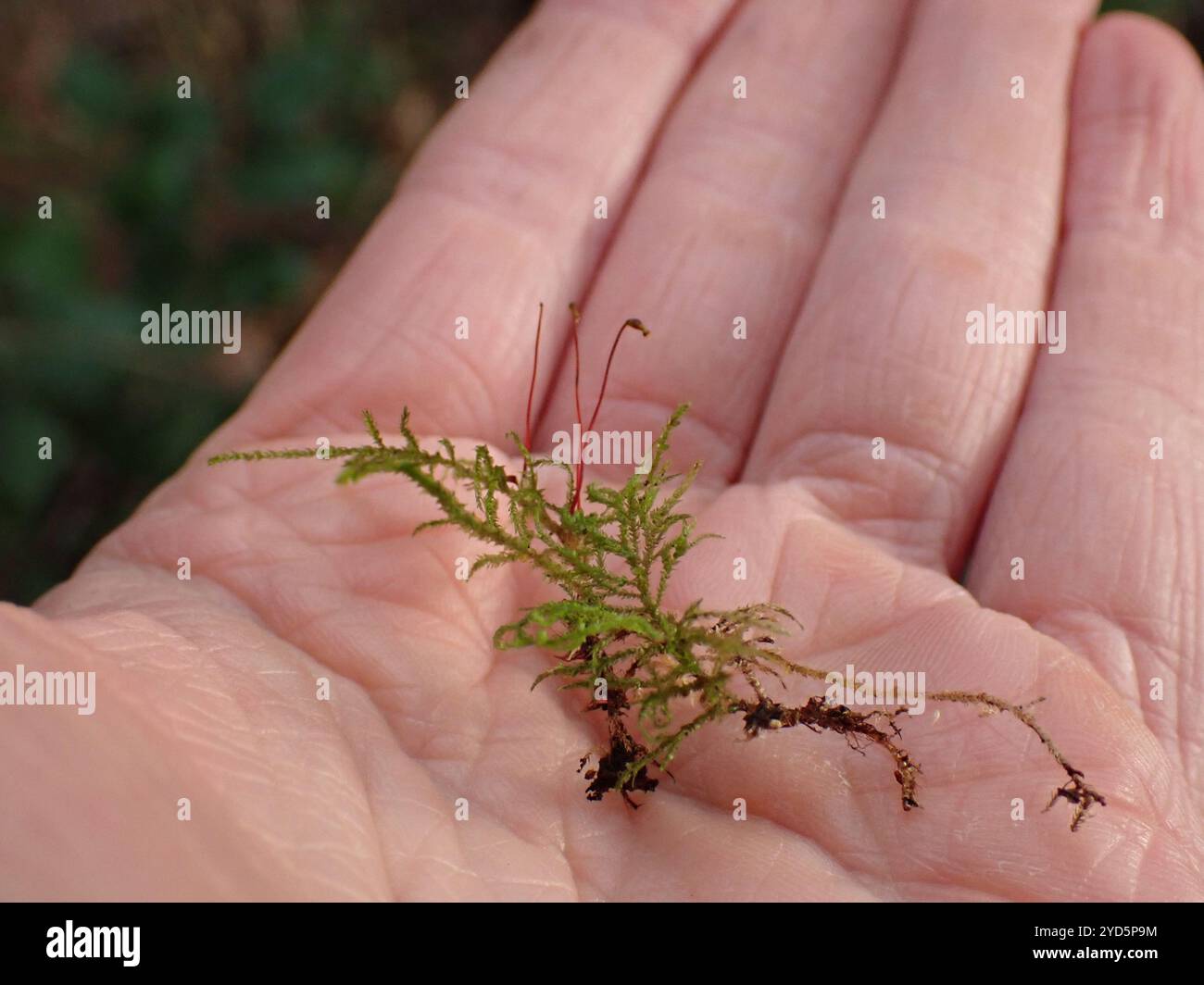 Common Feather-moss (Kindbergia praelonga Stock Photo - Alamy